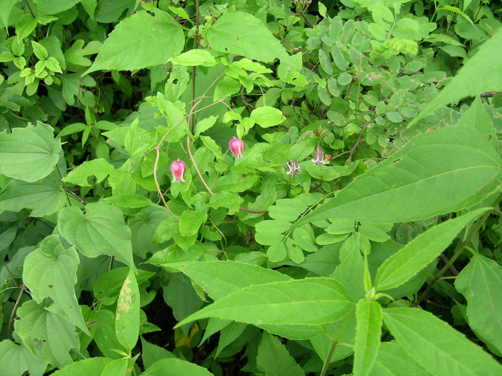 Vasevine - Powdermill Nature Reserve