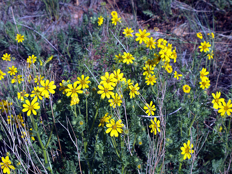 Stiff Tickseed - Powdermill Nature Reserve