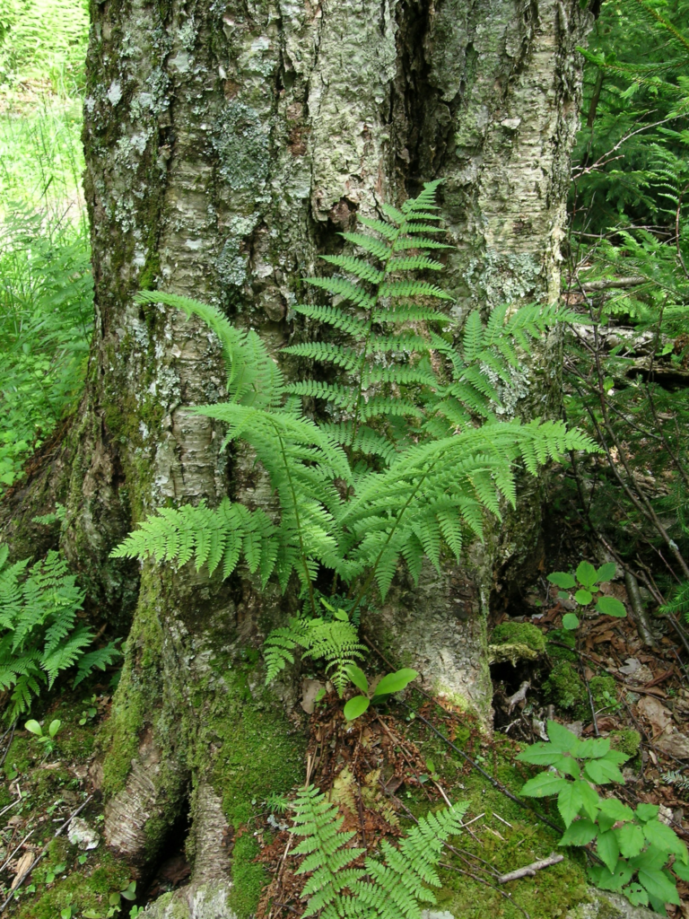 Intermediate Wood Fern - Powdermill Nature Reserve