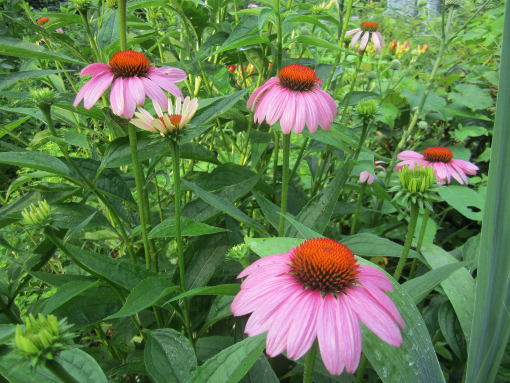 Purple Coneflower - Powdermill Nature Reserve