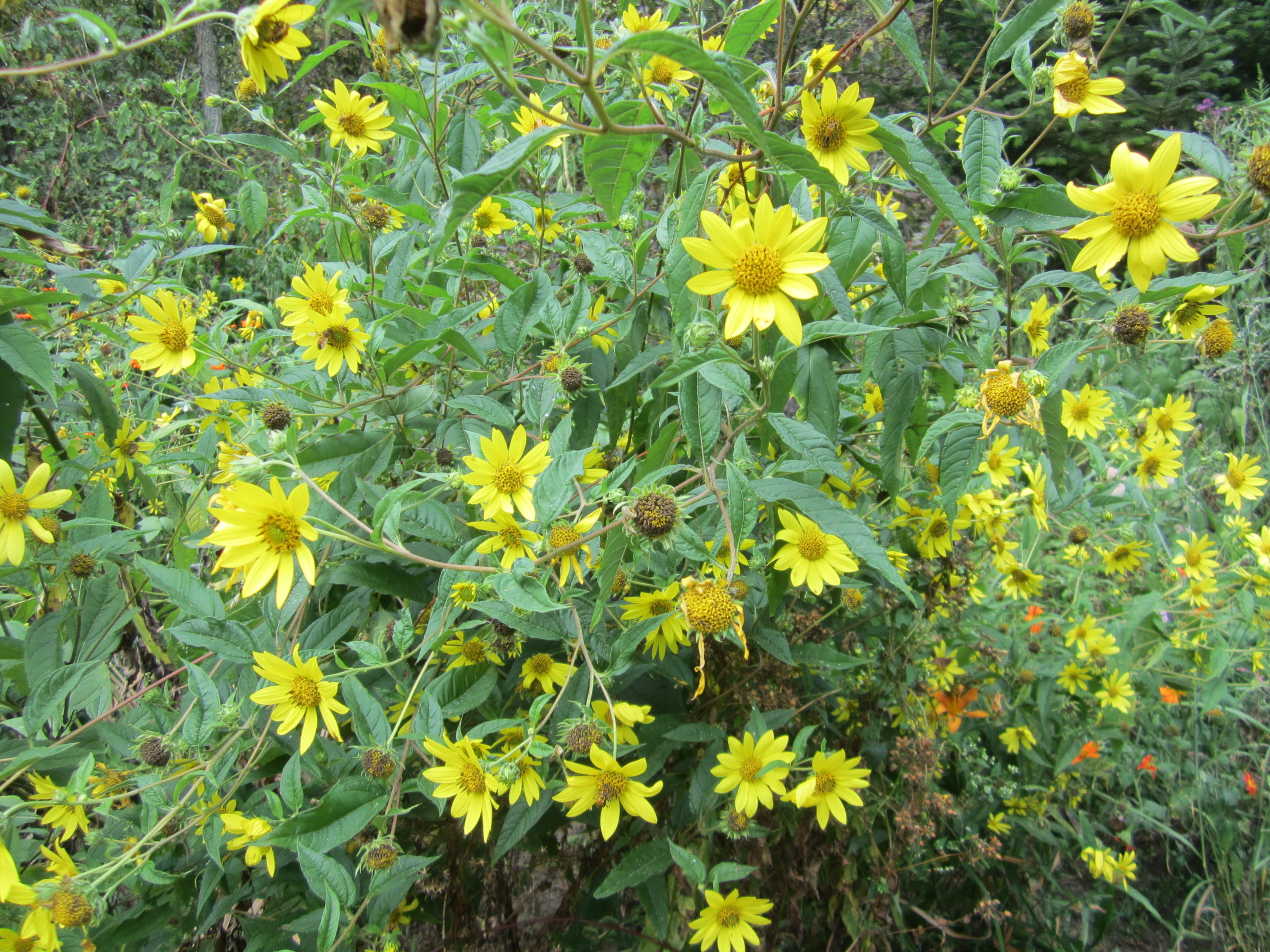 Smooth Oxeye - Powdermill Nature Reserve