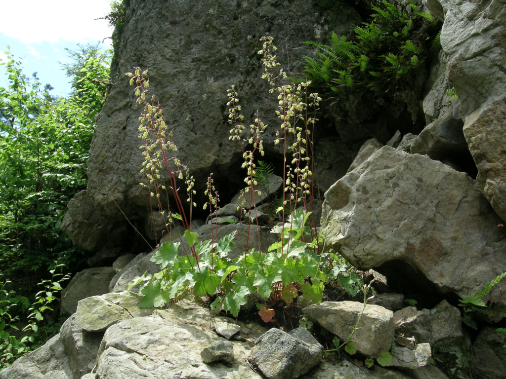 Downy Alumroot - Powdermill Nature Reserve