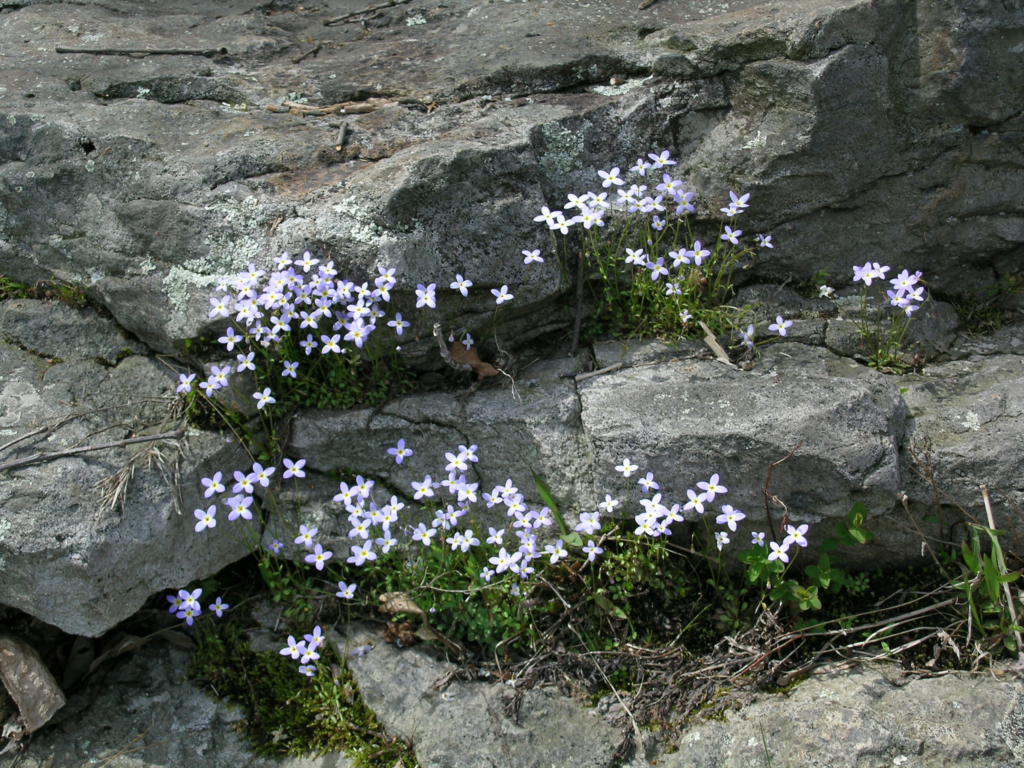 Azure Bluet - Powdermill Nature Reserve