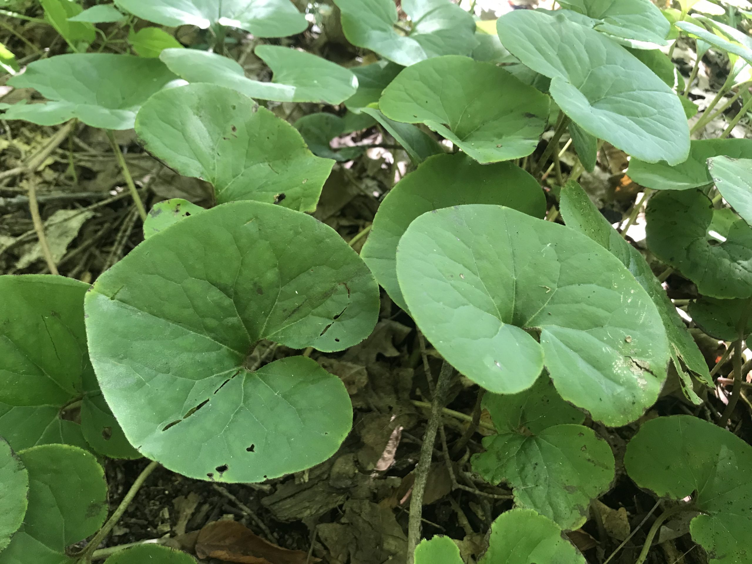 Wild Ginger - Powdermill Nature Reserve