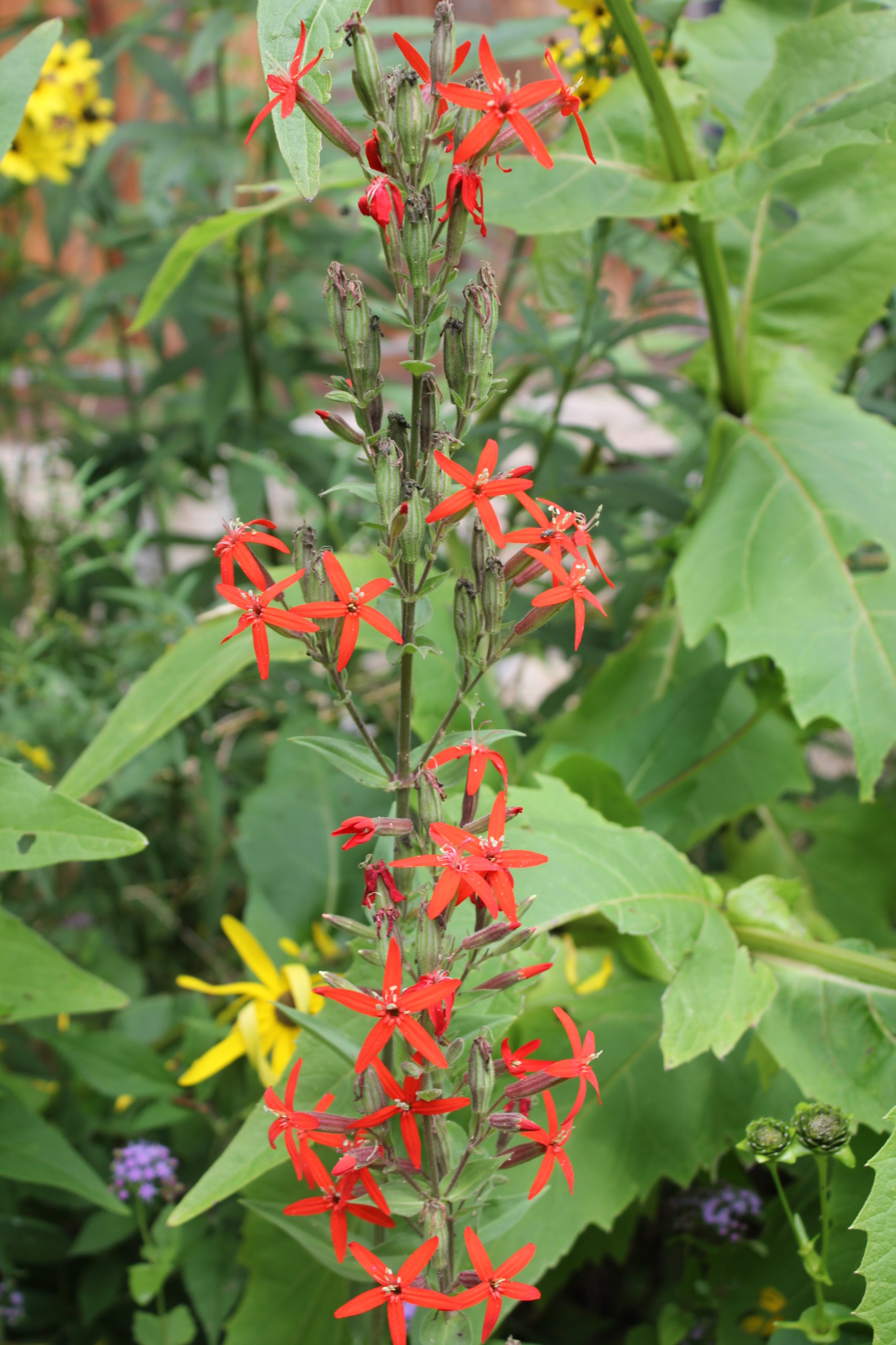 Royal Catchfly - Powdermill Nature Reserve