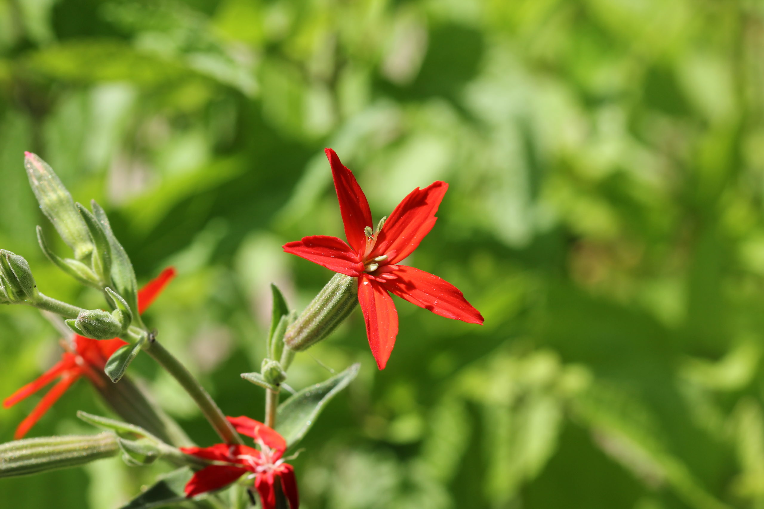 Royal Catchfly - Powdermill Nature Reserve