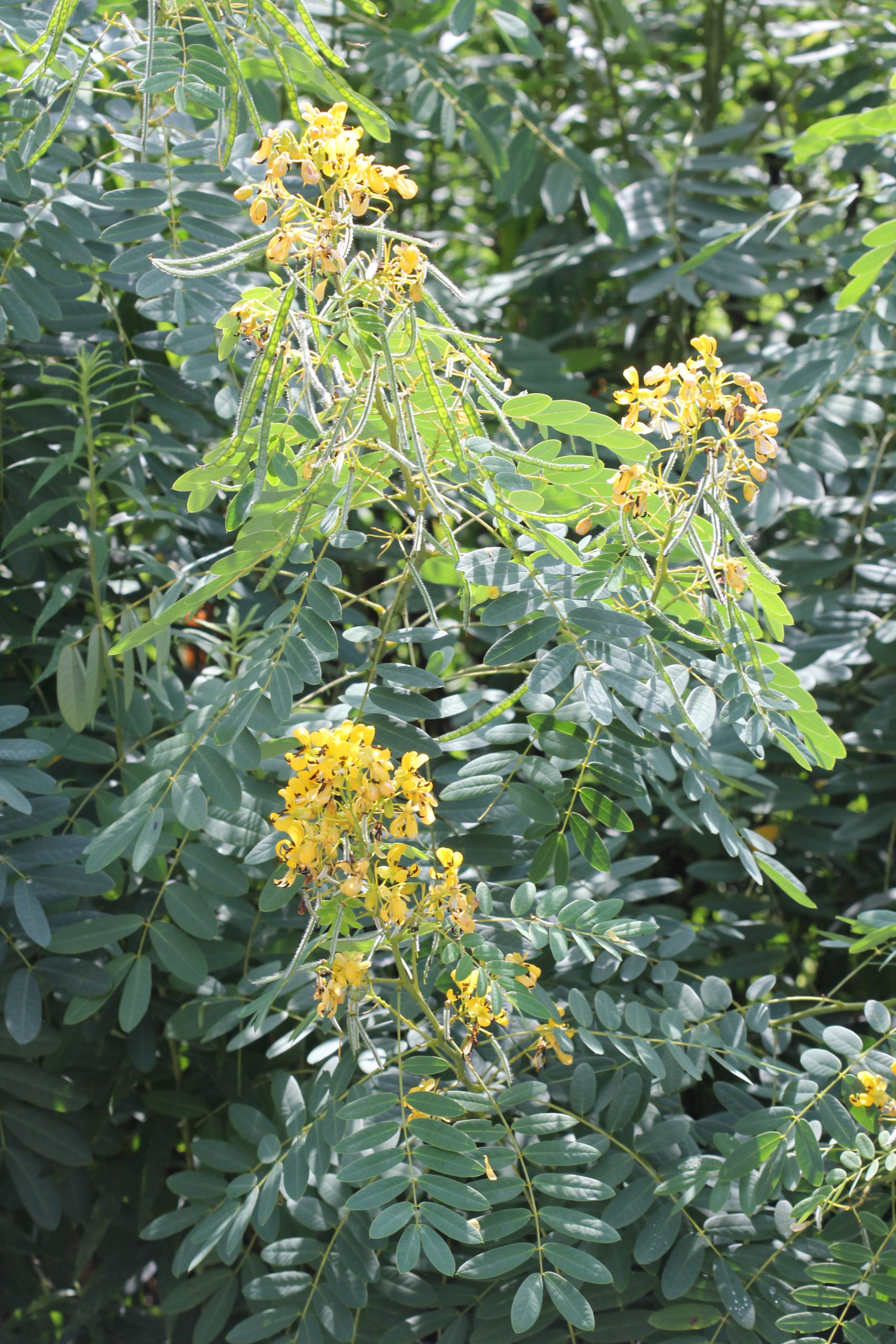 Wild Senna - Powdermill Nature Reserve