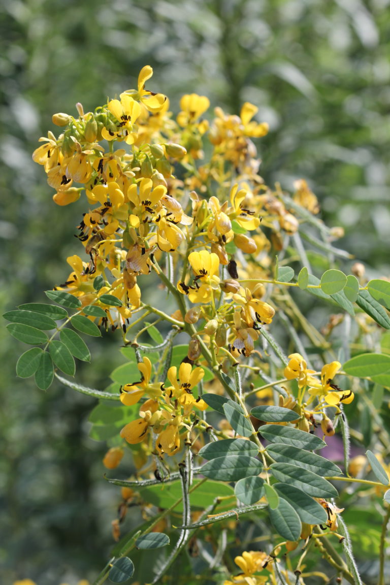 Wild Senna - Powdermill Nature Reserve