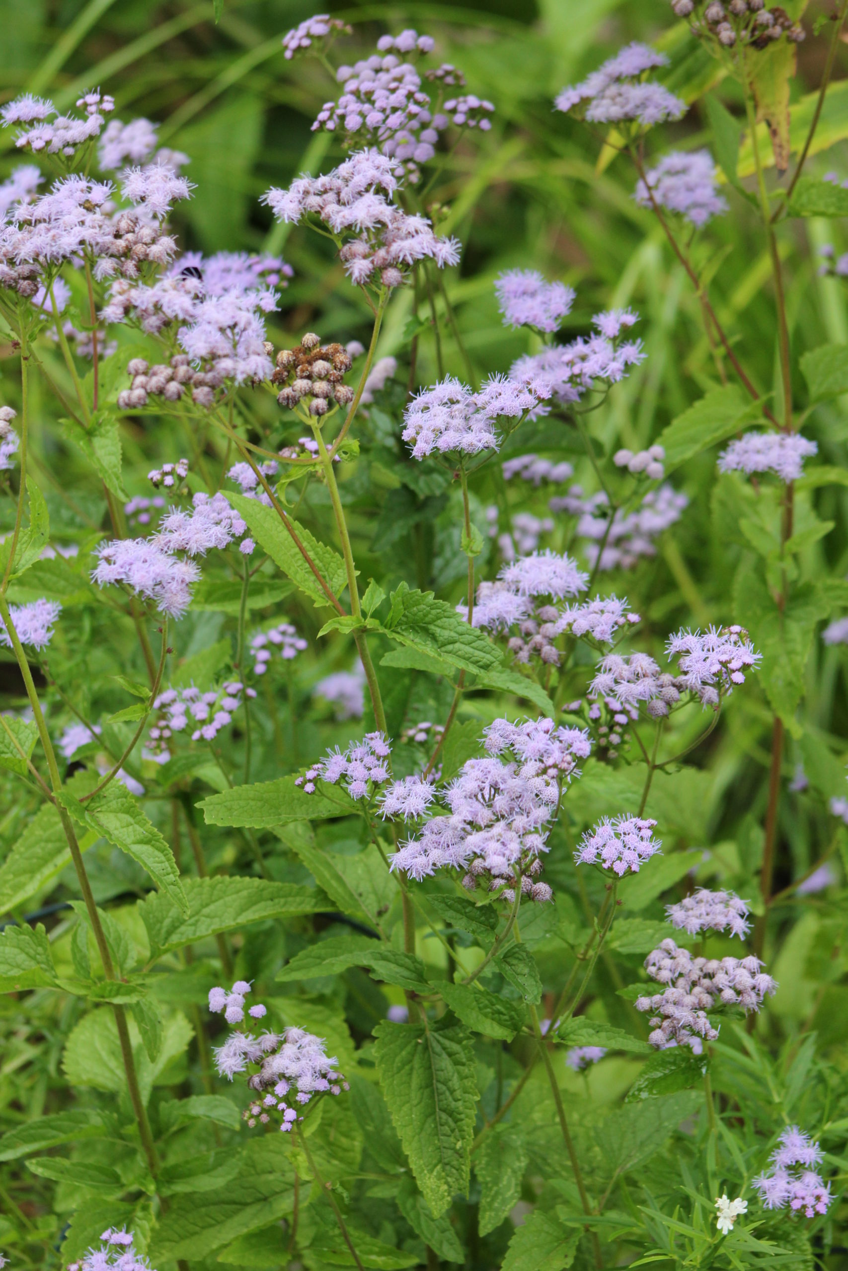 Blue Mistflower - Powdermill Nature Reserve