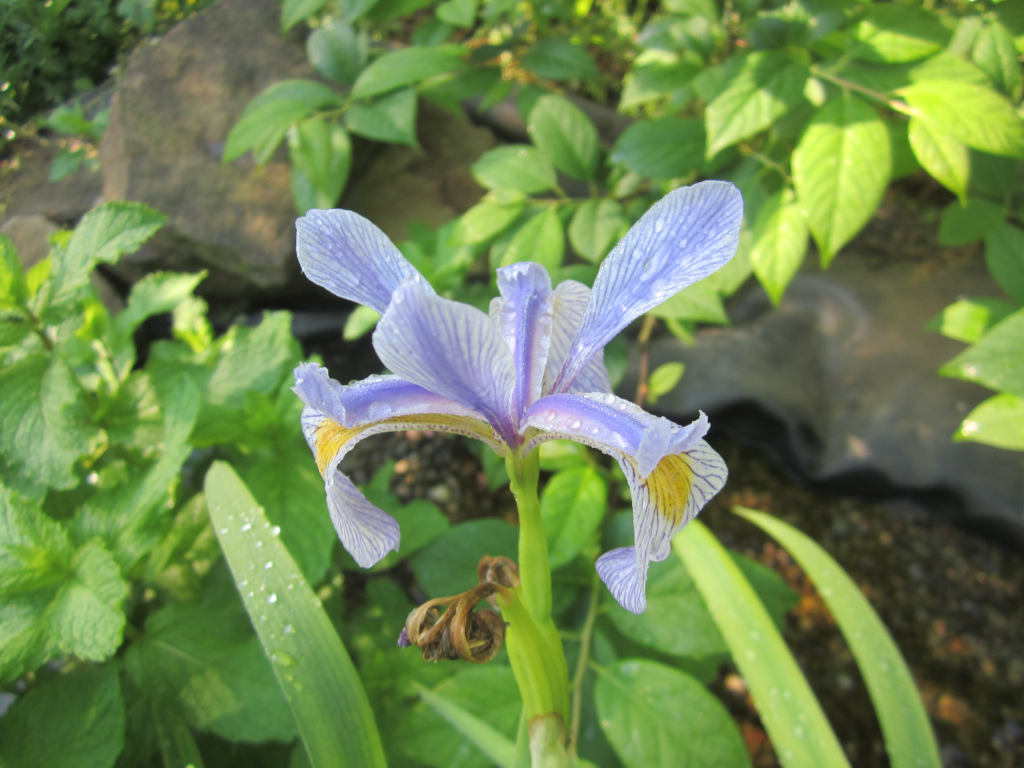 Slender Blue Iris - Powdermill Nature Reserve
