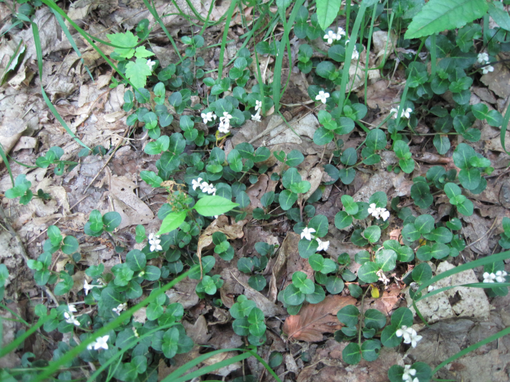 Partridge Berry - Powdermill Nature Reserve