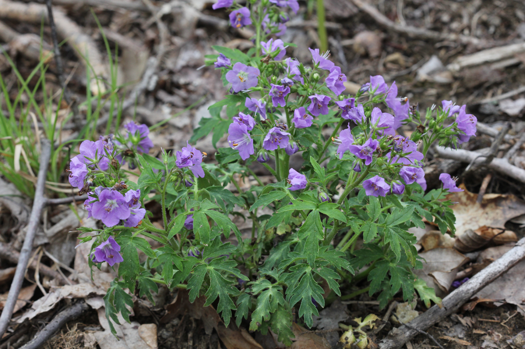 Fernleaf Phacelia - Powdermill Nature Reserve
