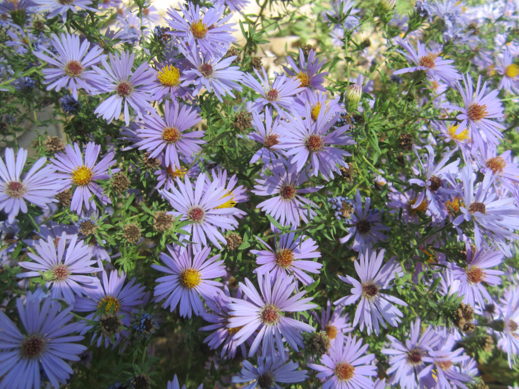Smooth Blue Aster - Powdermill Nature Reserve