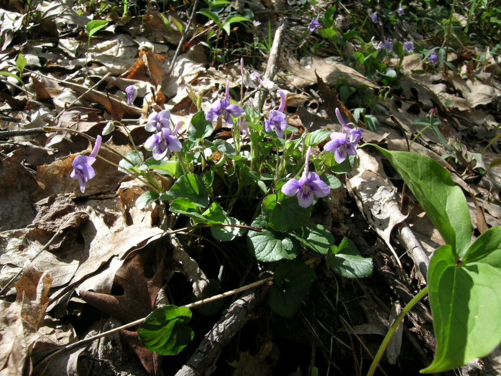 Long-spur Violet - Powdermill Nature Reserve