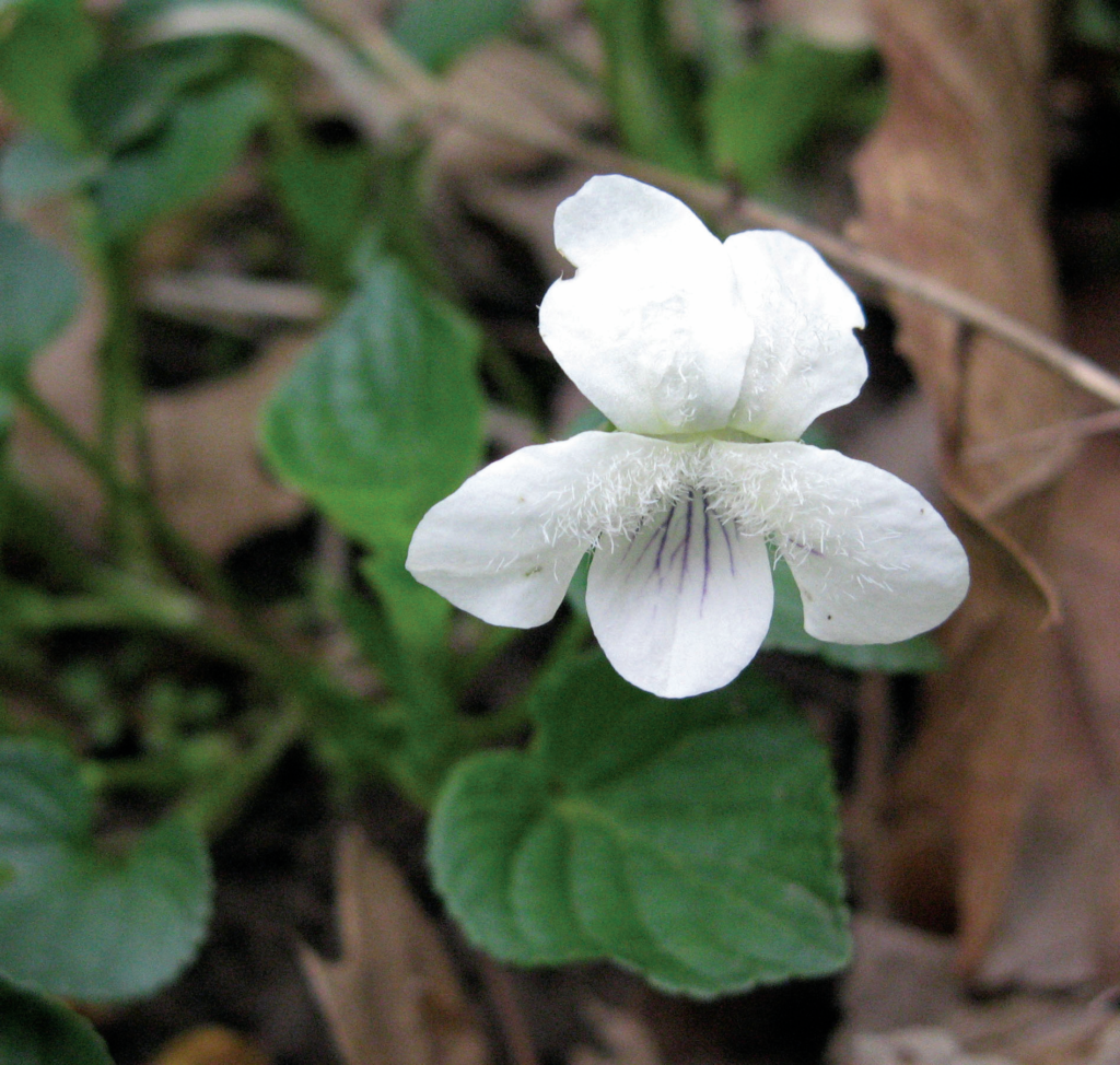 Cream Violet - Powdermill Nature Reserve