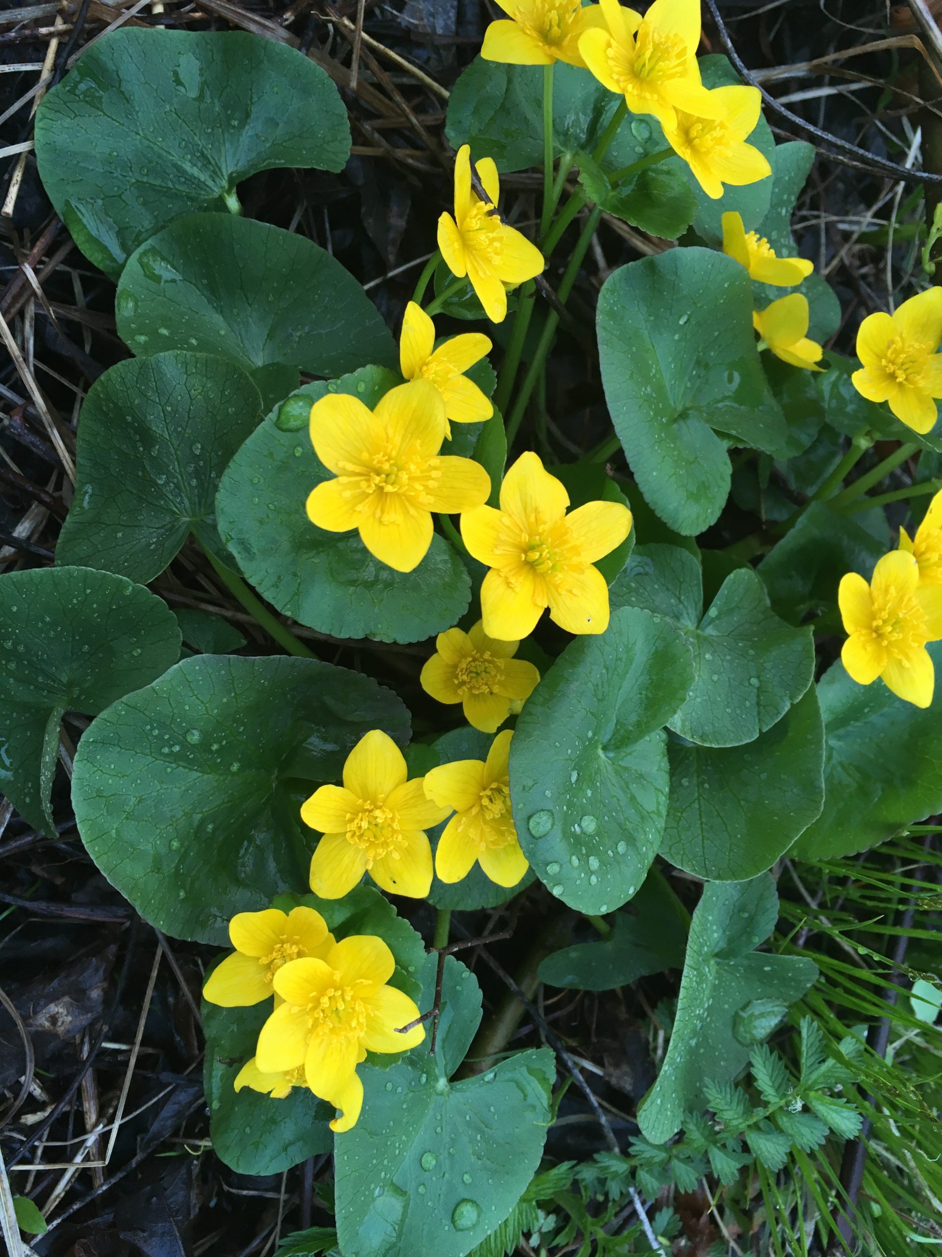 Marsh Marigold - Powdermill Nature Reserve